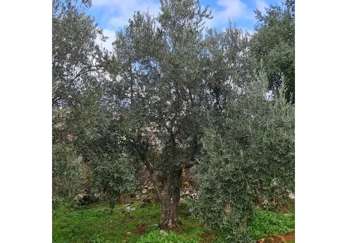 شجر زيتون معمر للبيع اعلانات عامة بيت لحم شروات من فلسطين